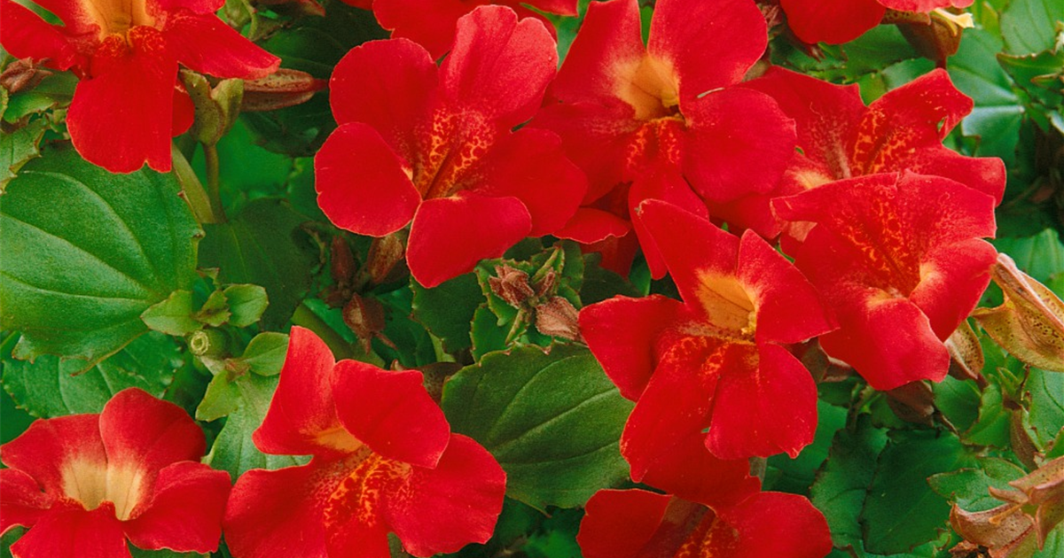Mimulus x hybrida 'Bonfire Red', Gauklerblume 'Bonfire Red' - Stanze ...
