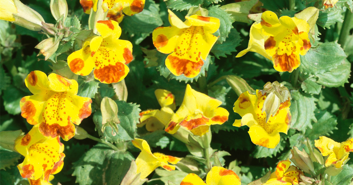 Mimulus x hybrida 'Major Bees', Leoparden-Glockenblume - Stanze Gartencenter in Hannover Hemmingen