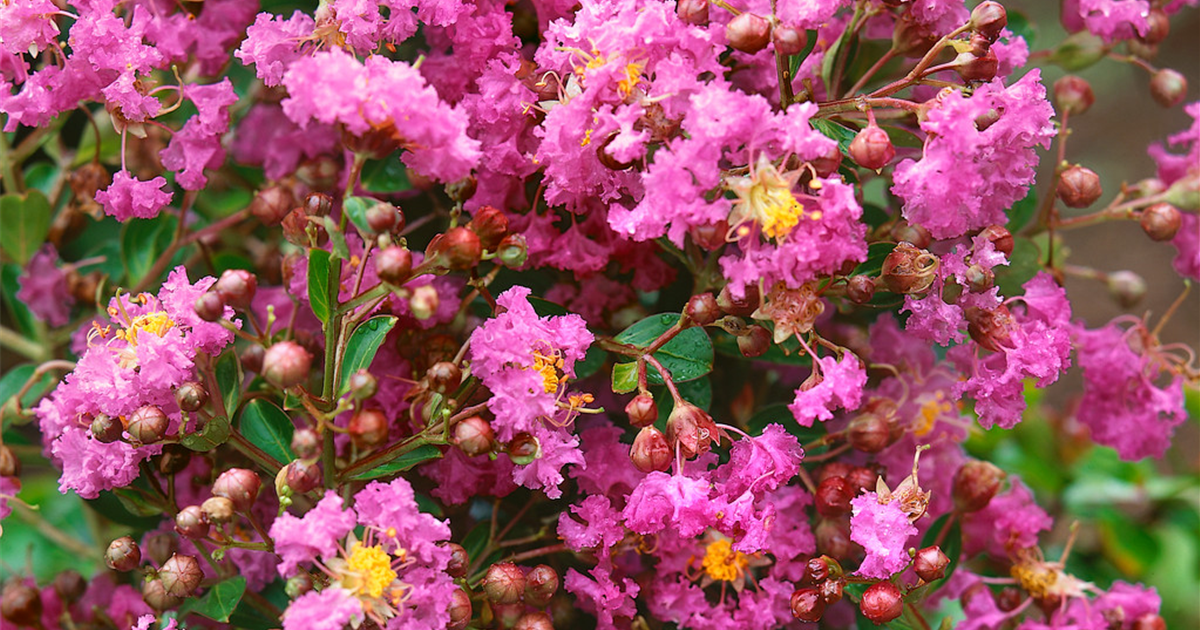 Lagerstroemia indica 'Raspberry Sundae', Lagerströmie 'Raspberry Sundae ...
