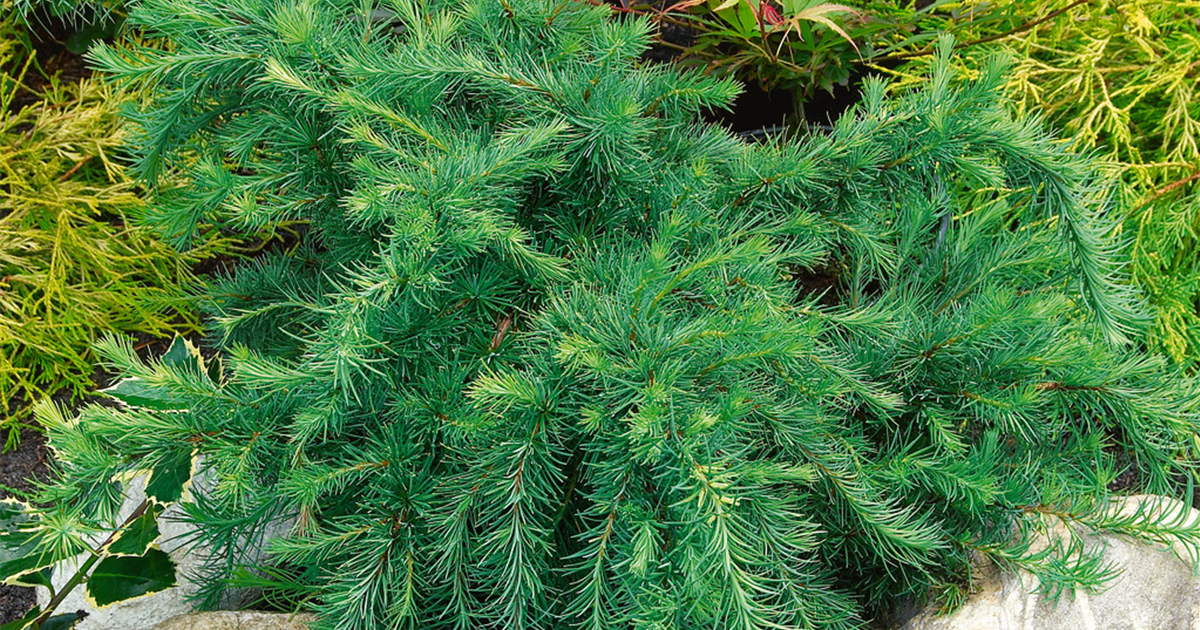 Larix decidua 'Little Bogle', Europäische Hängelärche 'Little Bogle ...