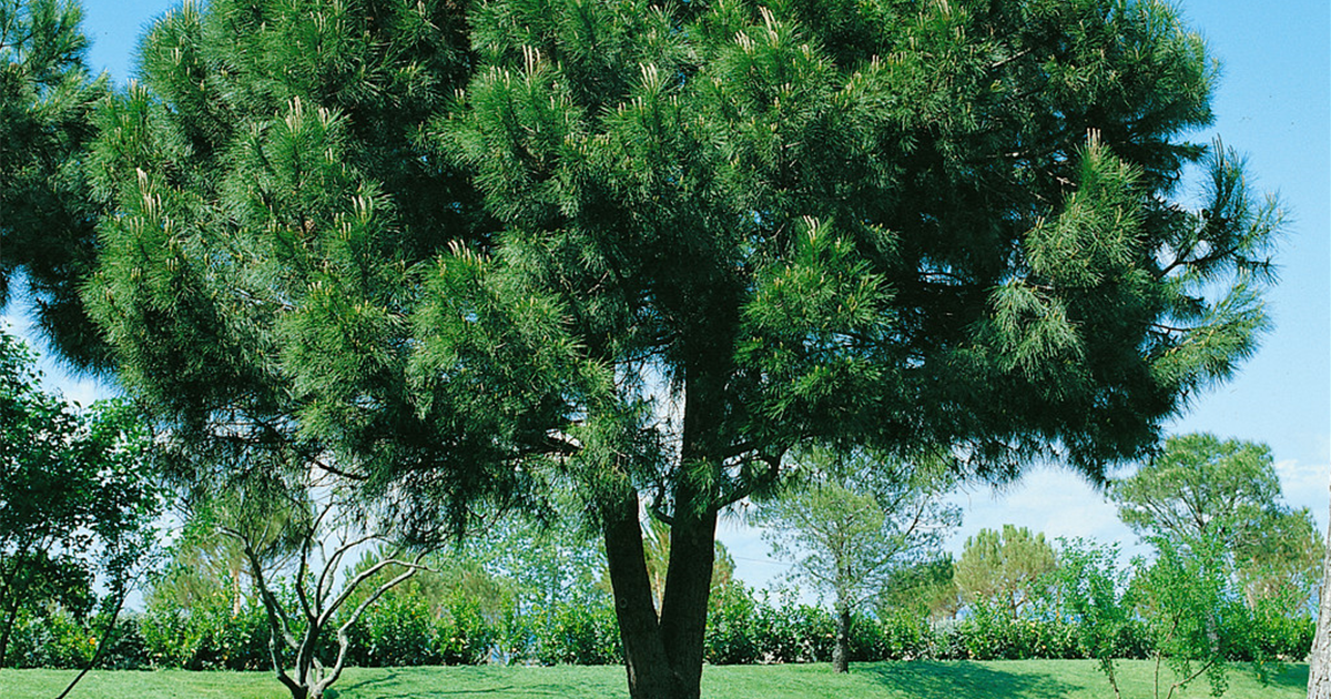 Pinus pinea 'Silver Crest', Pinie 'Silver Crest' - Stanze Gartencenter ...