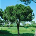 Pinus pinea 'Silver Crest', Pinie 'Silver Crest' - Stanze Gartencenter ...