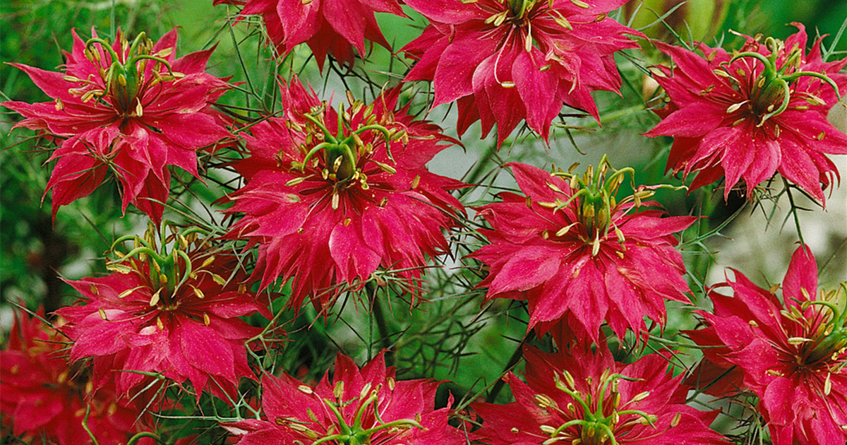 Nigella damascena 'Mulberry Rose', Jungfer im Grünen 'Mulberry Rose ...