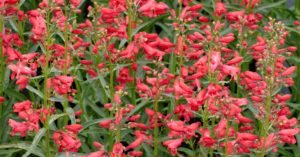Penstemon barbatus 'Red Riding Hood', Bartfaden 'Red Riding Hood ...