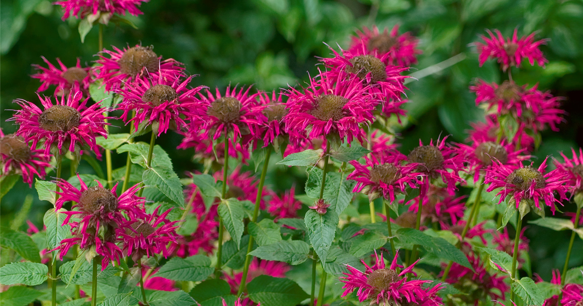 Monarda didyma 'Raspberry Wine', Garten-Indianernessel 'Raspberry Wine ...