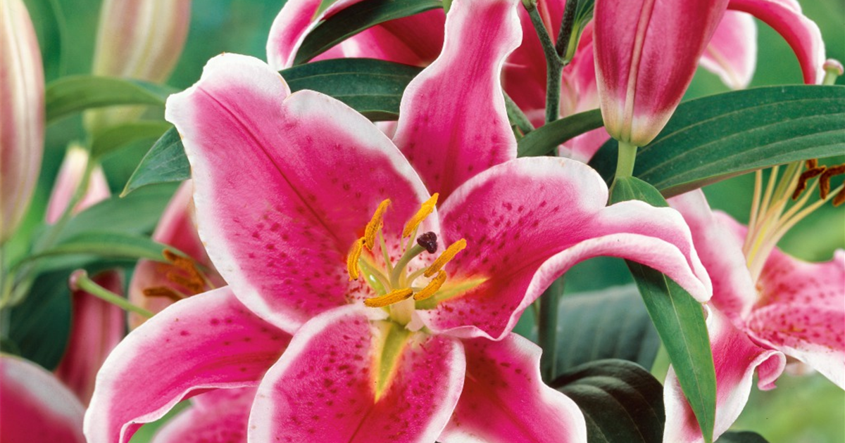 Lilium 'Starlight Express', Orientalische Lilie 'Starlight Express ...