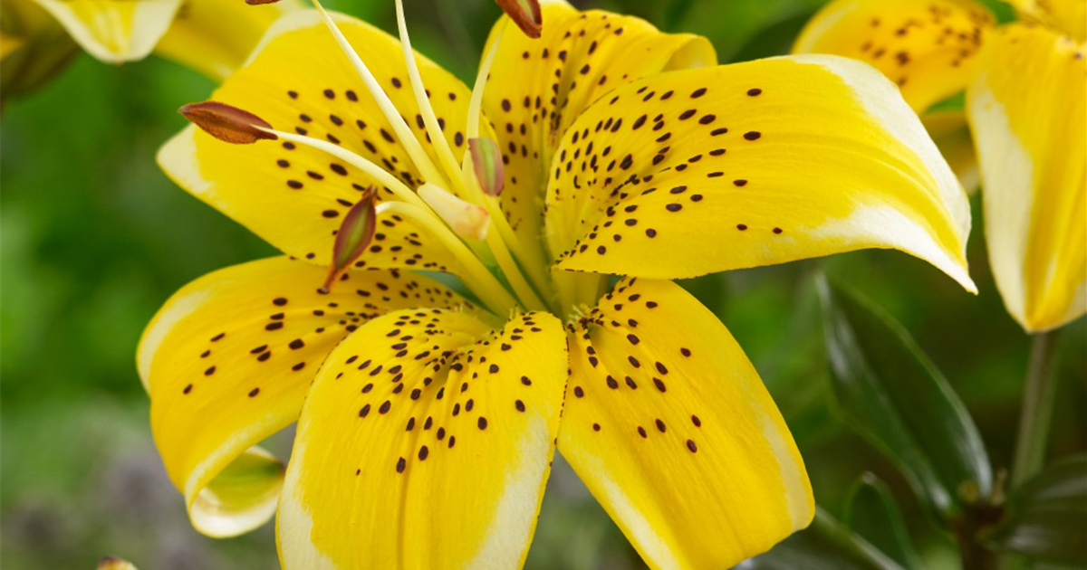 Lilium 'Yellow Electric', Asiatische Lilie 'Yellow Electric' - Stanze Gartencenter in Hannover ...