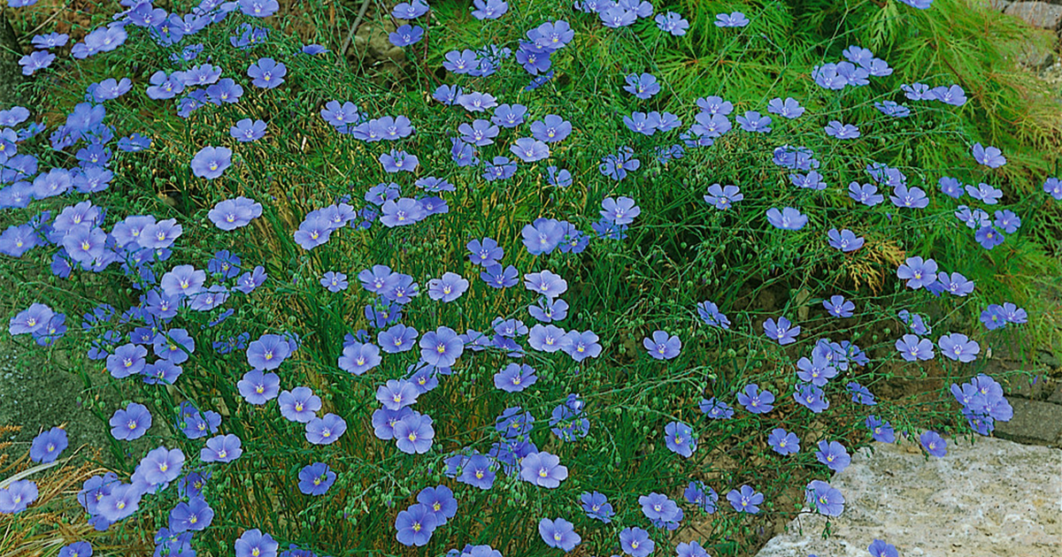 Linum perenne, Stauden-Lein - Stanze Gartencenter in Hannover Hemmingen