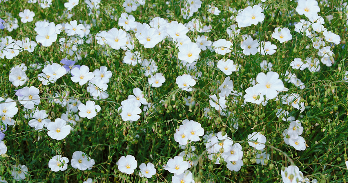 LINUM-PERENNE-ALBA-1200x630-proportionalsmallest.webp