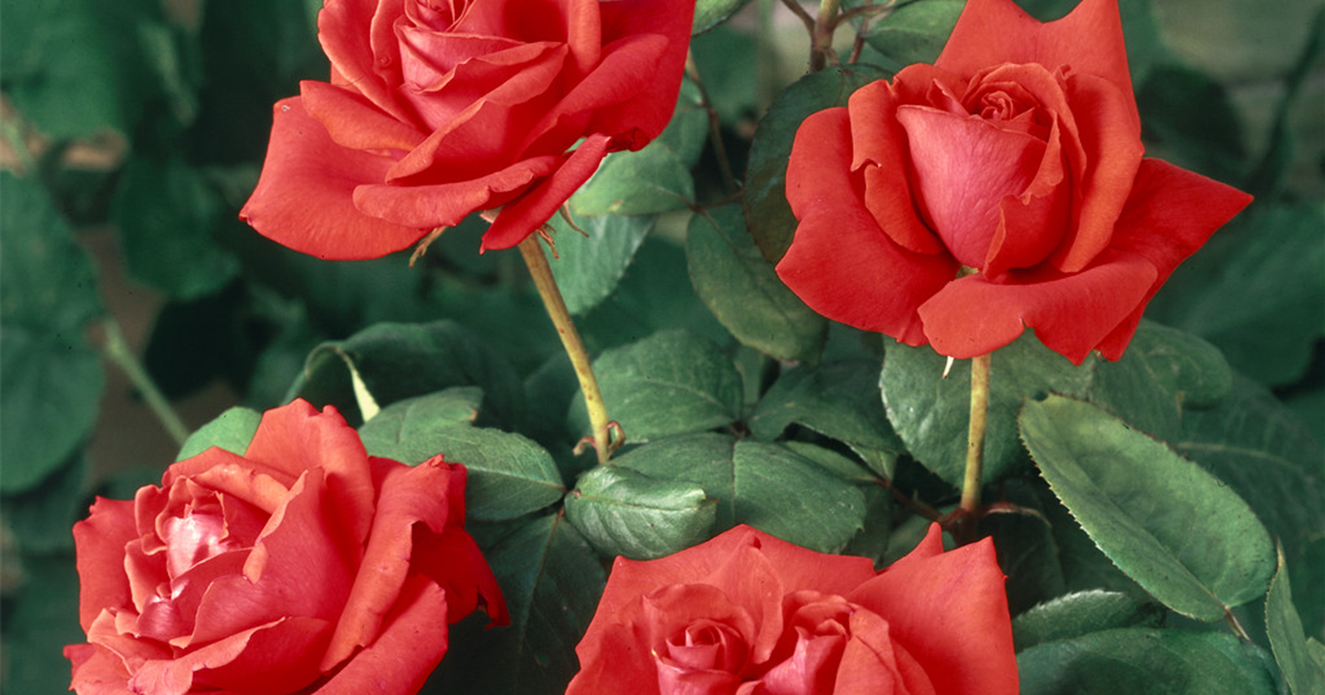 Rosa 'Christoph Columbus'®, Edelrose 'Christoph Columbus'® - Stanze ...