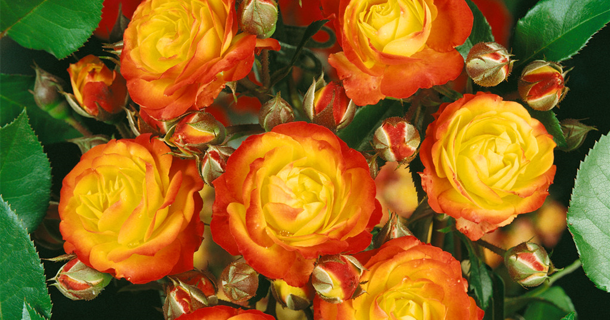 Rosa 'Rumba'®, Beetrose 'Rumba'® - Stanze Gartencenter in Hannover ...