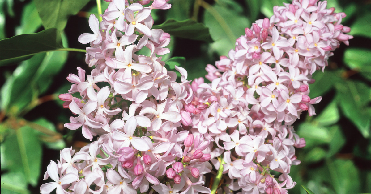 Syringa hyacinthiflora 'California Rose', Edelflieder 'California Rose ...