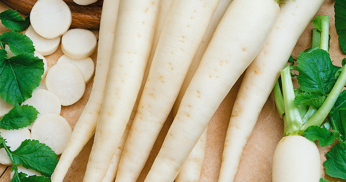 Raphanus sativus var. niger, Garten-Rettich - Stanze Gartencenter in ...