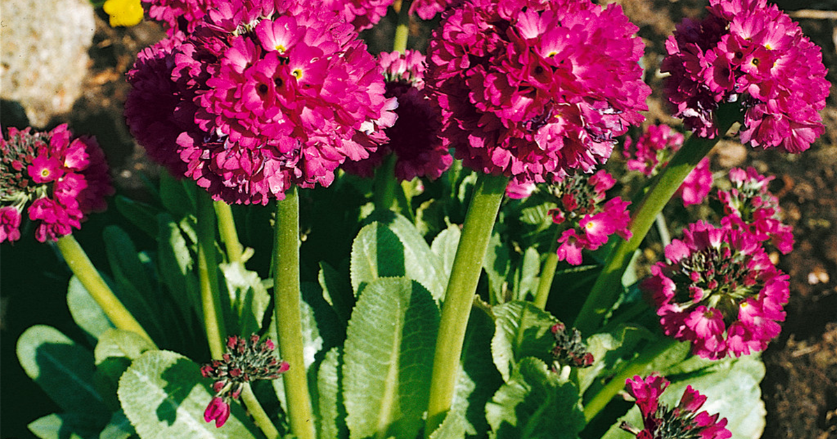 Primula denticulata 'Rubra', Kugelprimel 'Rubra' - Stanze Gartencenter ...