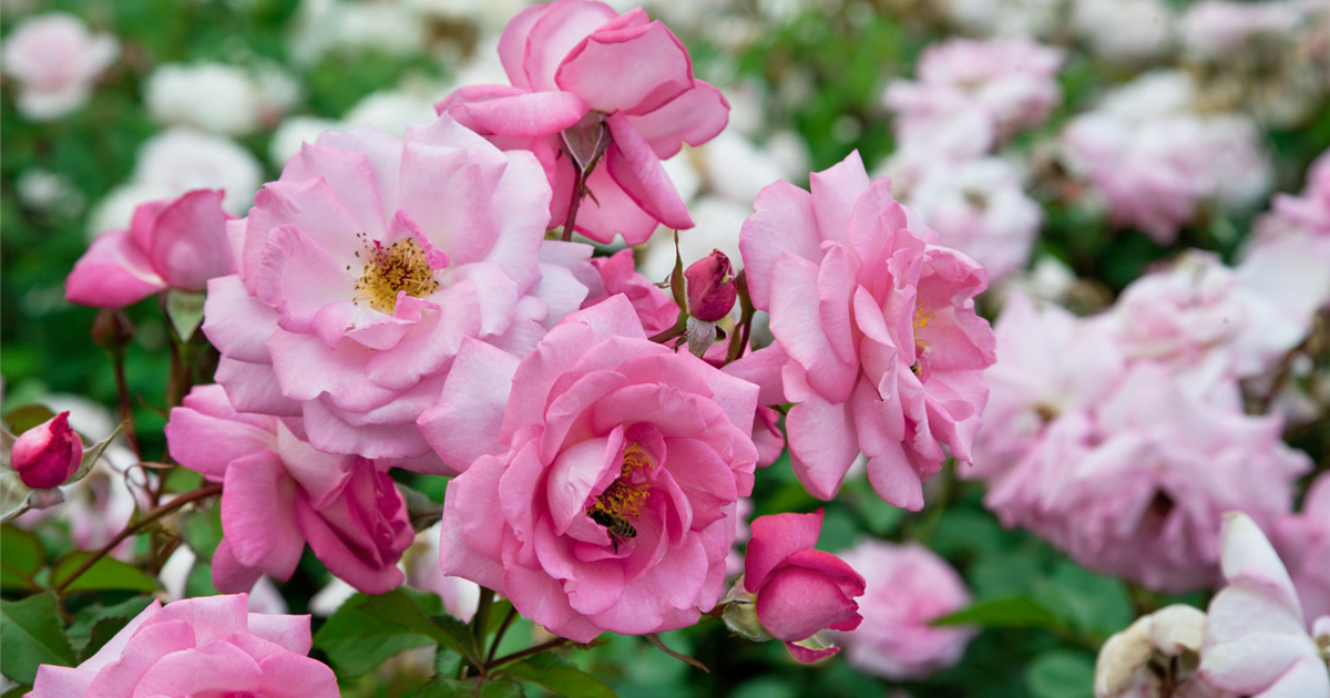 Rosa 'Eliza'®, Edelrose 'Eliza'® - Stanze Gartencenter in Hannover ...