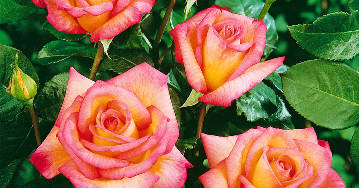 Rosa 'Fascination', Edelrose 'Fascination' - Stanze Gartencenter in ...