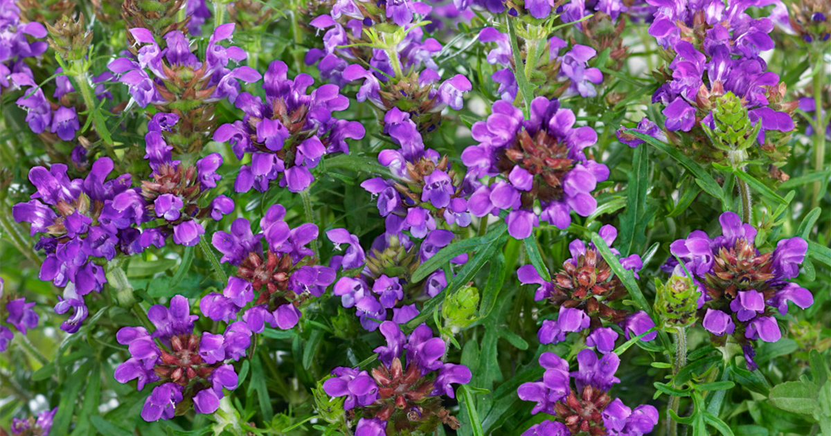 Prunella grandiflora 'Bella Blue', Großblütige Garten-Braunelle 'Bella ...