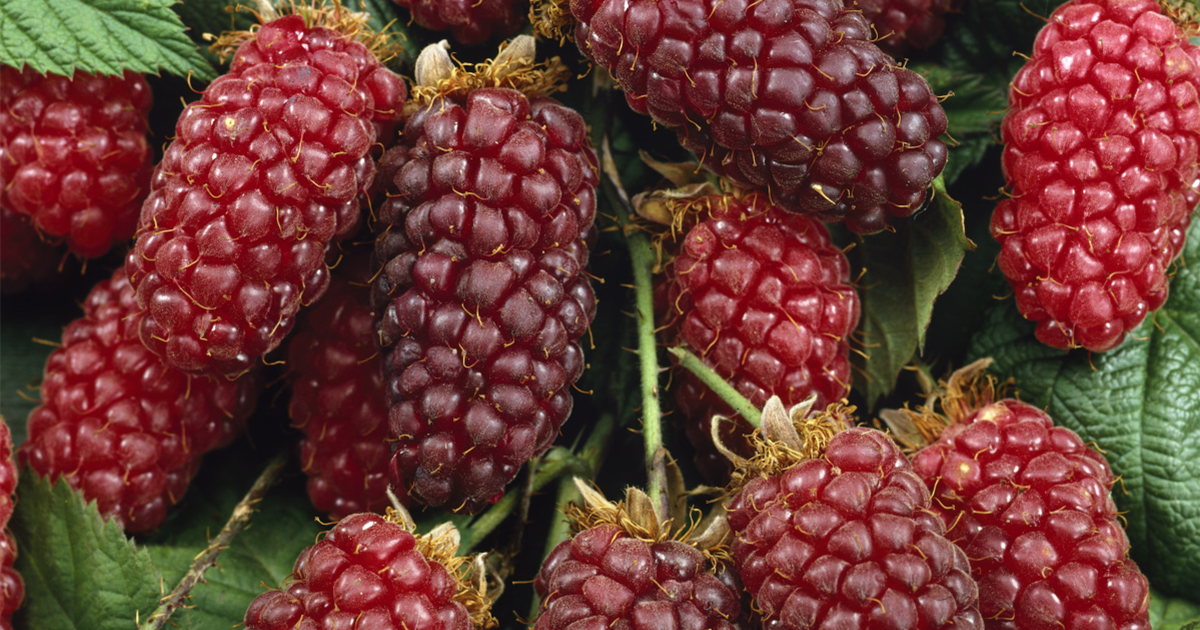Rubus 'Buckingham Tayberry'®, Taybeere 'Buckingham Tayberry'® - Stanze ...