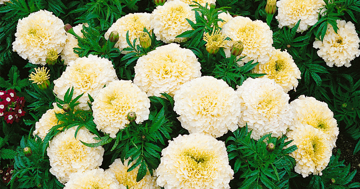 Tagetes erecta 'Arctic', Gefüllte Studentenblume - Stanze Gartencenter ...