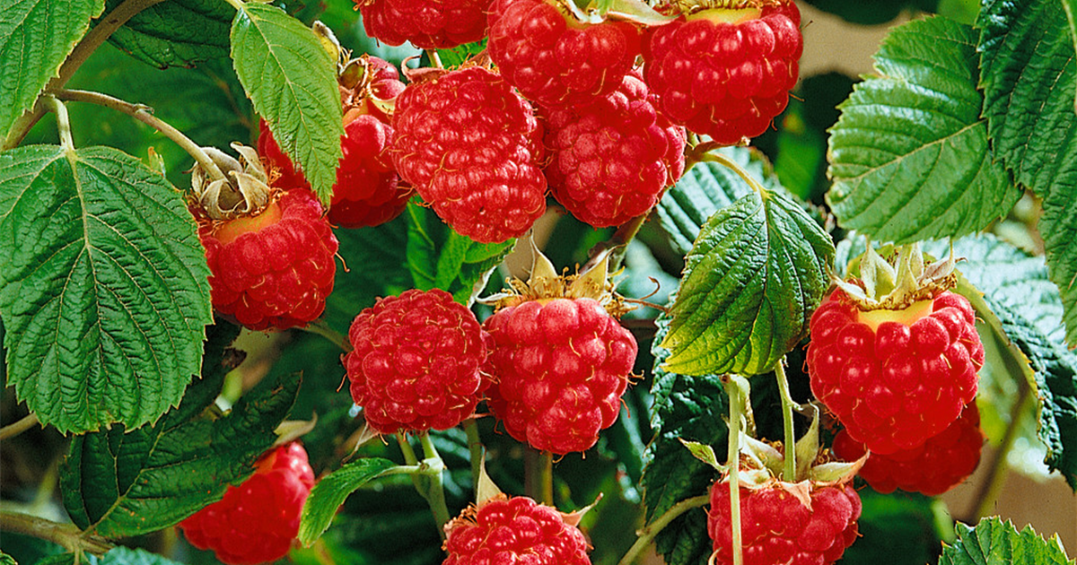 Rubus idaeus 'Meeker'®, Himbeere 'Meeker'® - Stanze Gartencenter in ...