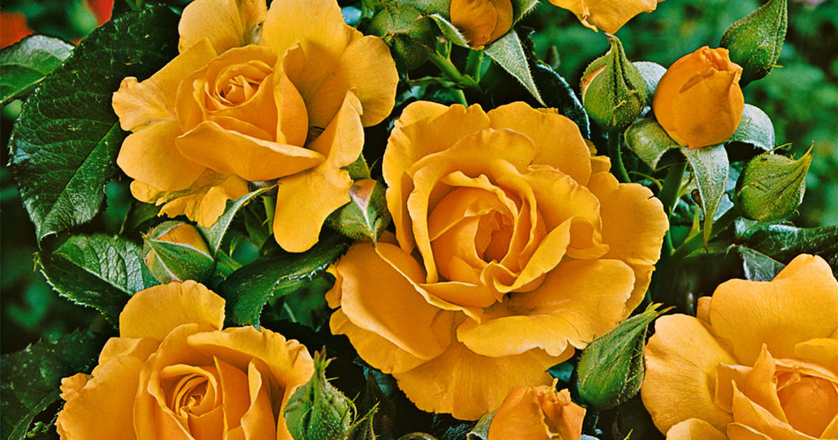 Rosa 'Amber Queen'®, Beetrose 'Amber Queen'® - Stanze Gartencenter in ...