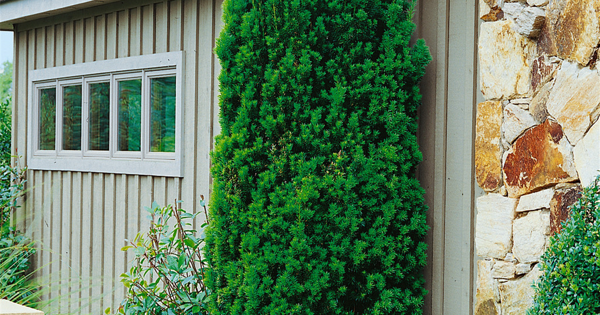 Taxus x media 'Viridis', Säuleneibe 'Viridis' - Stanze Gartencenter in ...