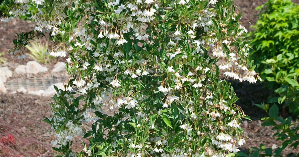 Styrax japonicus 'Fragrant Fountain', Japanischer Storaxbaum 'Fragrant ...