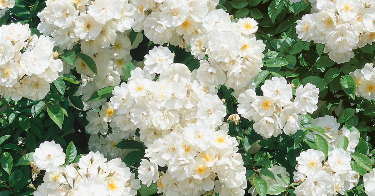 Rosa 'Bobby James', Kletterrose 'Bobby James' - Stanze Gartencenter in ...