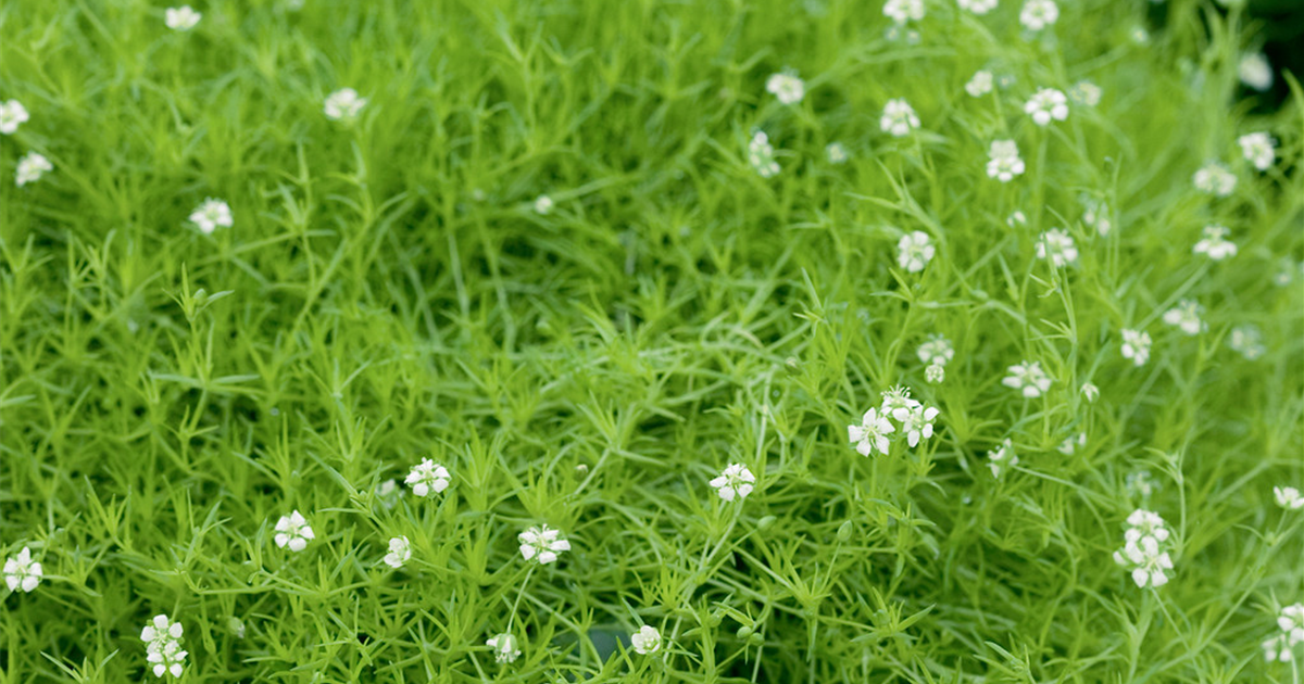 Sagina subulata 'Lime Moss', Sternmoos - Stanze Gartencenter in ...