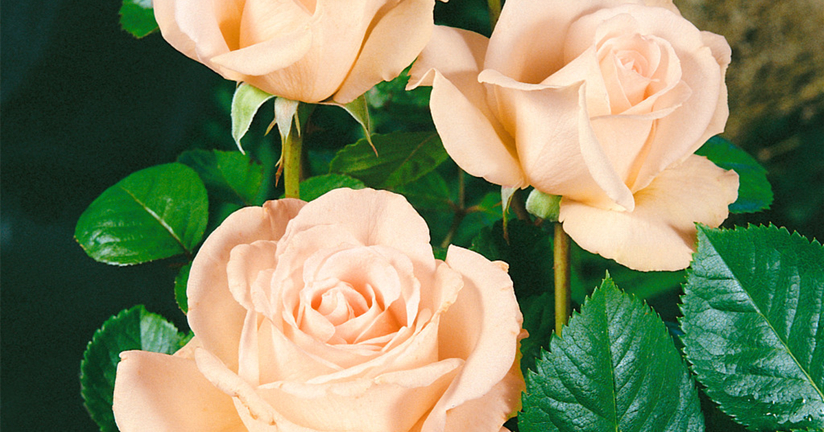 Rosa 'Renaissance', Rose 'Renaissance' - Stanze Gartencenter in ...