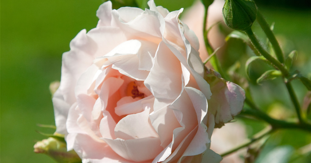 Rosa 'Rokoko'®, Strauchrose 'Rokoko'® - Stanze Gartencenter in Hannover ...