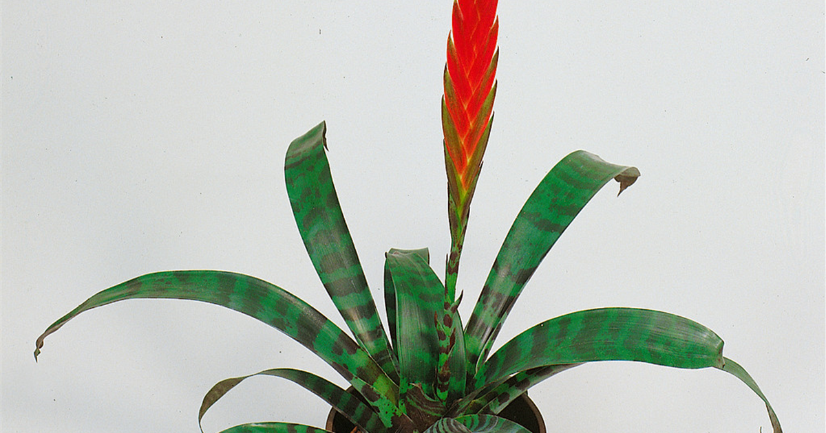 Vriesea splendens 'Era', Vriesea 'Era' - Stanze Gartencenter in ...