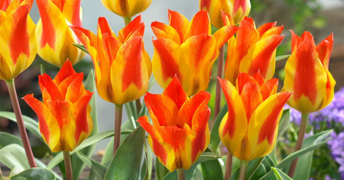 Tulipa greigii 'Buttercup', Tulpe 'Buttercup' - Stanze Gartencenter in ...