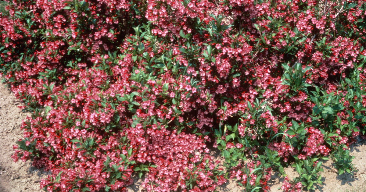 Weigela 'Minuet', Weigelie 'Minuet' - Stanze Gartencenter in Hannover ...