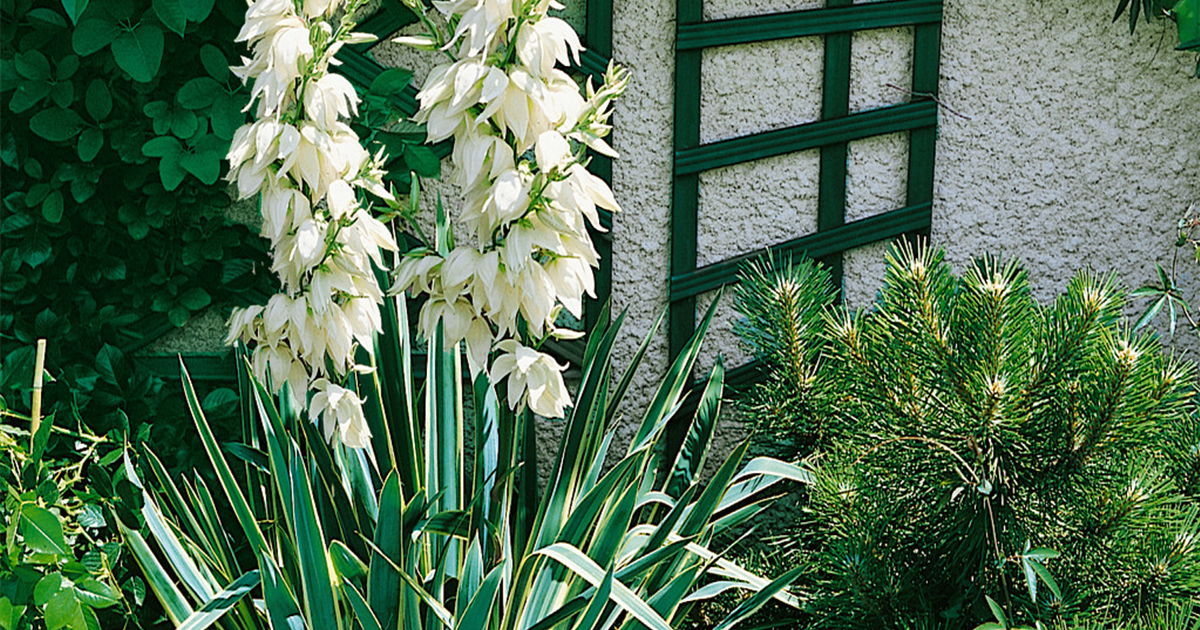 Yucca filamentosa 'Ivory Tower', Palmlilie 'Ivory Tower' - Stanze ...
