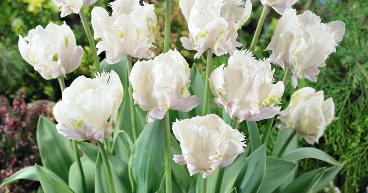 Tulipa 'White Lizard', Papageien-Tulpe 'White Lizard' - Stanze ...