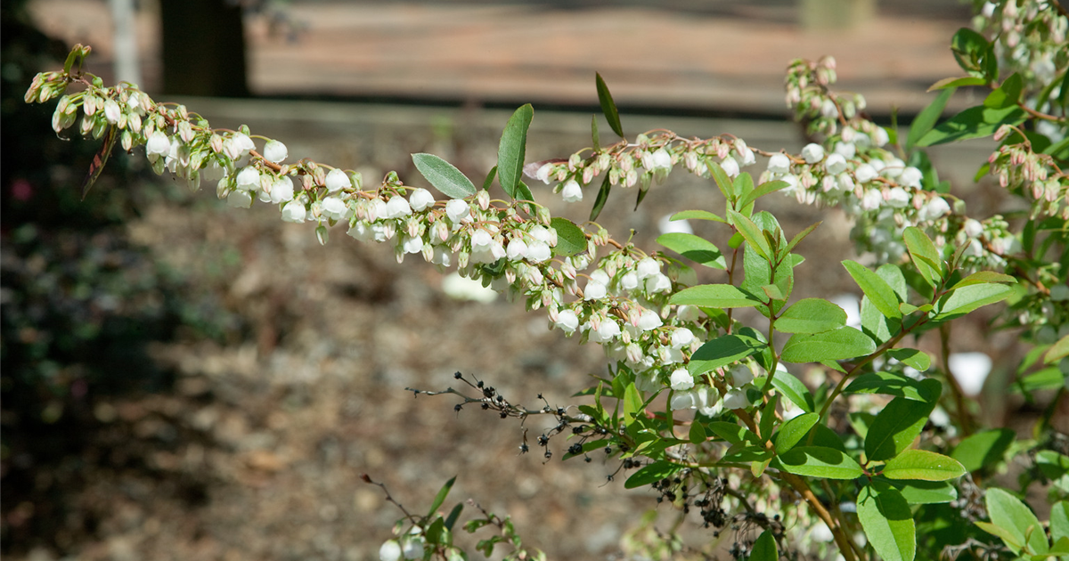 Zenobia pulverulenta, Zenobie - Stanze Gartencenter in Hannover Hemmingen