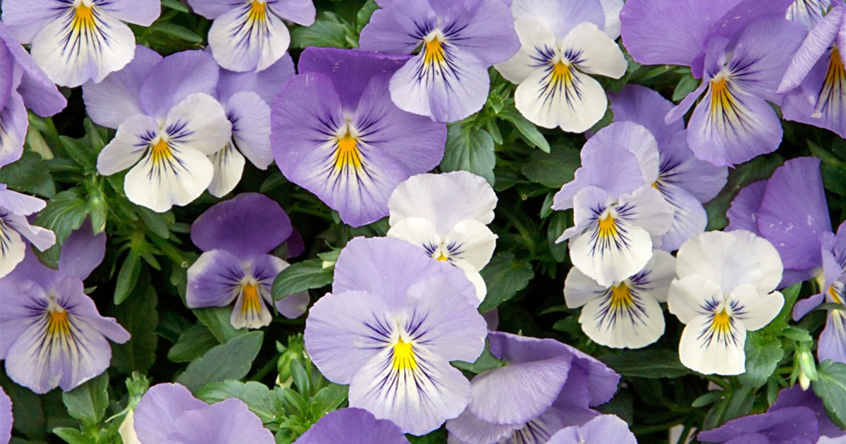 Viola x wittrockiana Cool Wave®, Garten-Stiefmütterchen 'Cool Wave ...