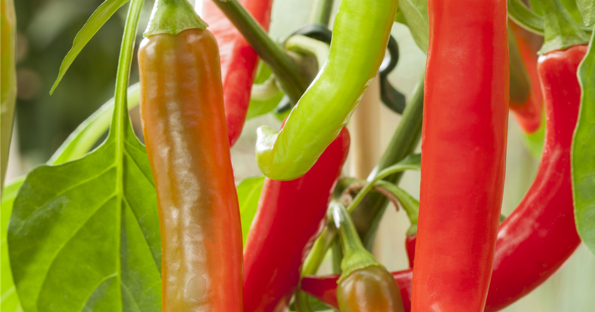 Capsicum annuum Pick a Hot®, Chili Pick a Hot® - Stanze Gartencenter in ...
