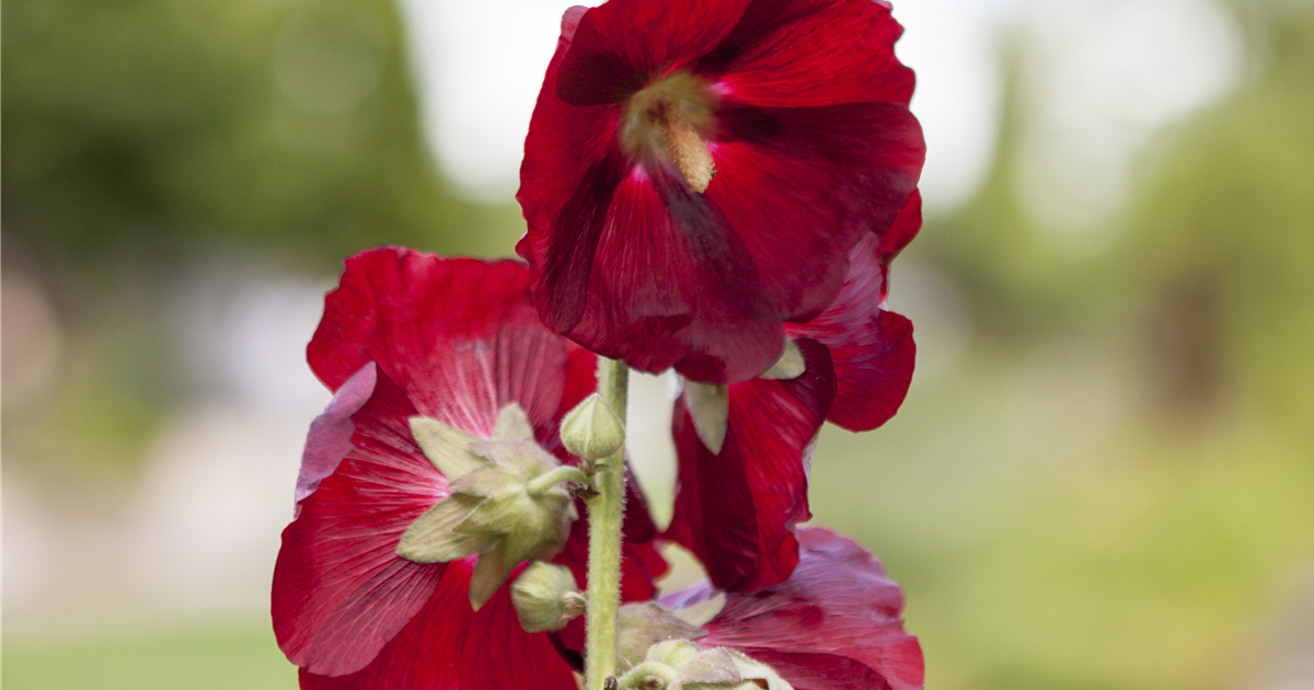 Alcea rosea, rot, Stockrose - Stanze Gartencenter in Hannover Hemmingen
