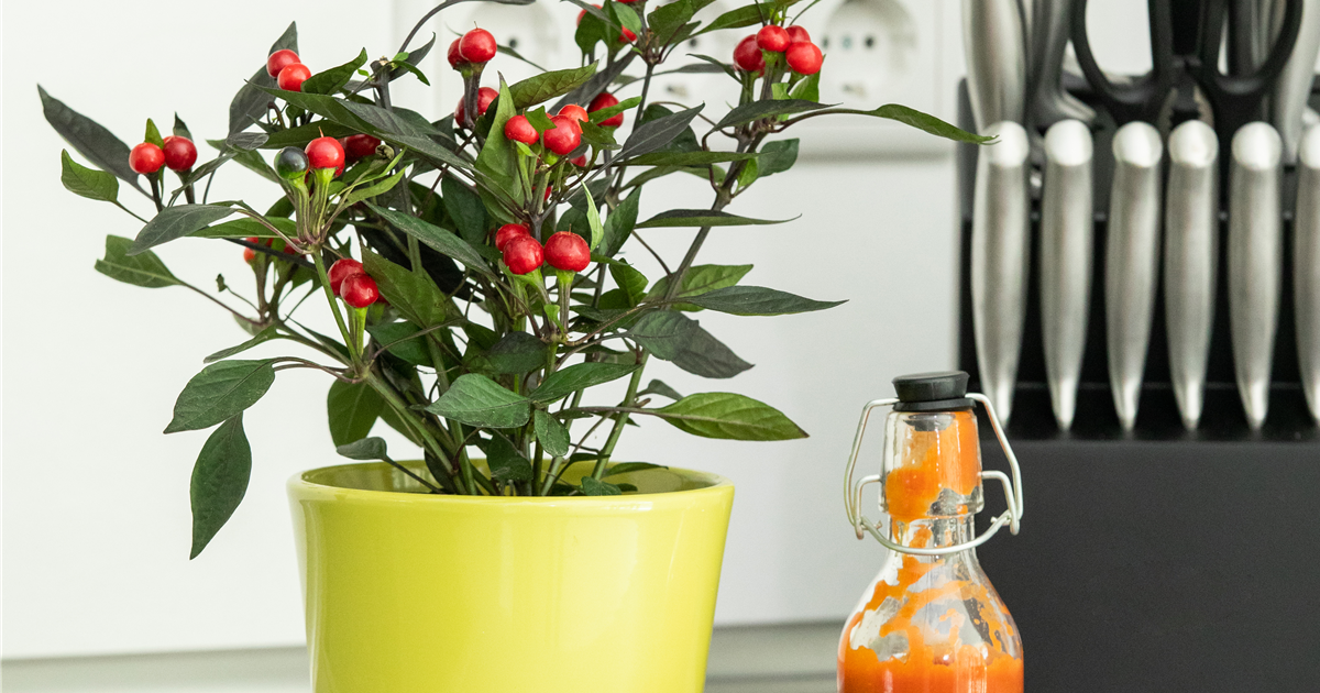 Capsicum annuum var. minimum 'Kleine Perle', Mini-Chili 'Kleine Perle ...