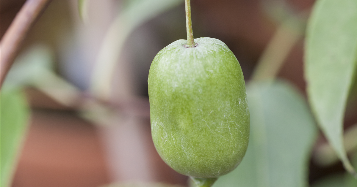 Actinidia arguta 'Issai', Kiwi 'Issai' - Stanze Gartencenter in ...