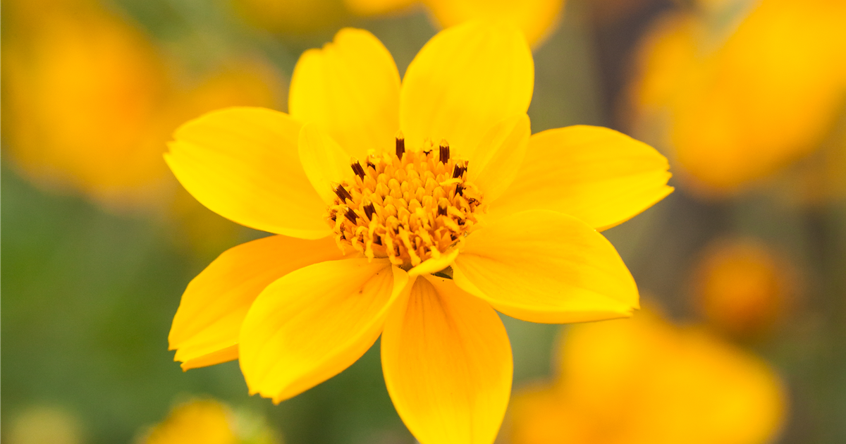 Bidens ferulifolia 'Yellow Charm', Goldmarie 'Yellow Charm' - Stanze Gartencenter in Hannover ...
