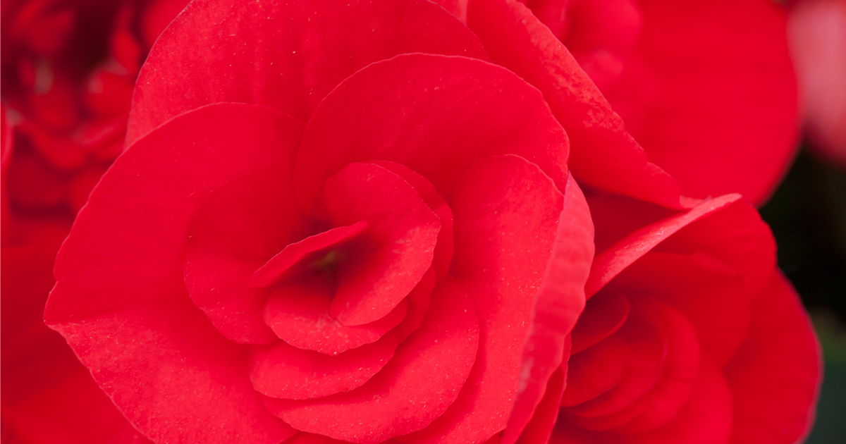 Begonia elatior 'Baladin'®, Begonie 'Baladin'® - Stanze Gartencenter in ...
