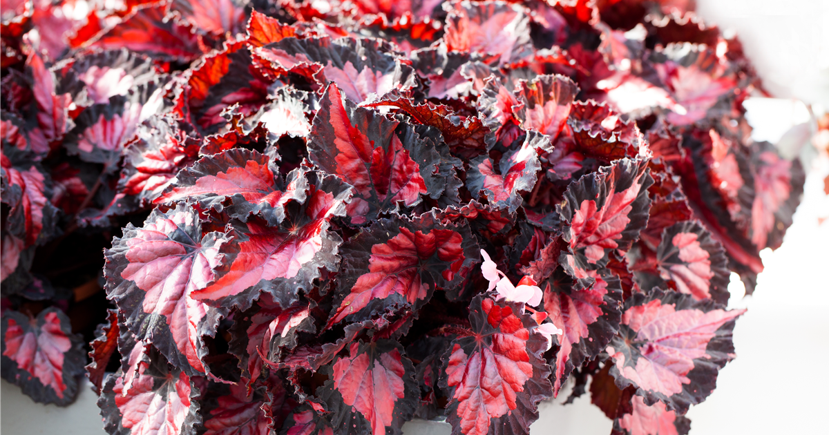 Begonia rex 'Inca Night'®, Begonie 'Inca Night'® - Stanze Gartencenter ...