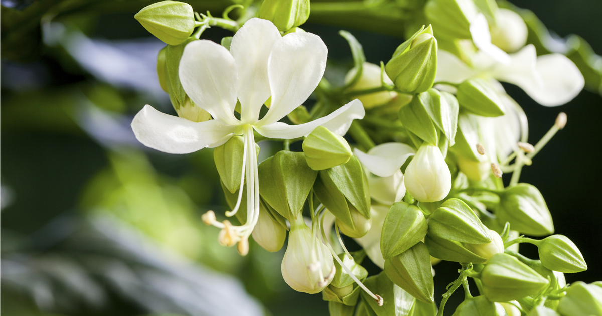 Clerodendrum wallichii, Losbaum - Stanze Gartencenter in Hannover Hemmingen