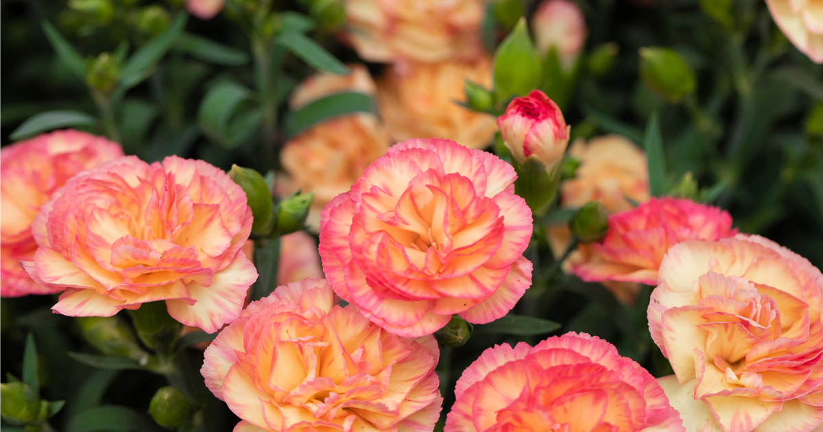Dianthus caryophyllus 'Menorca', Gartennelke 'Menorca' - Stanze ...