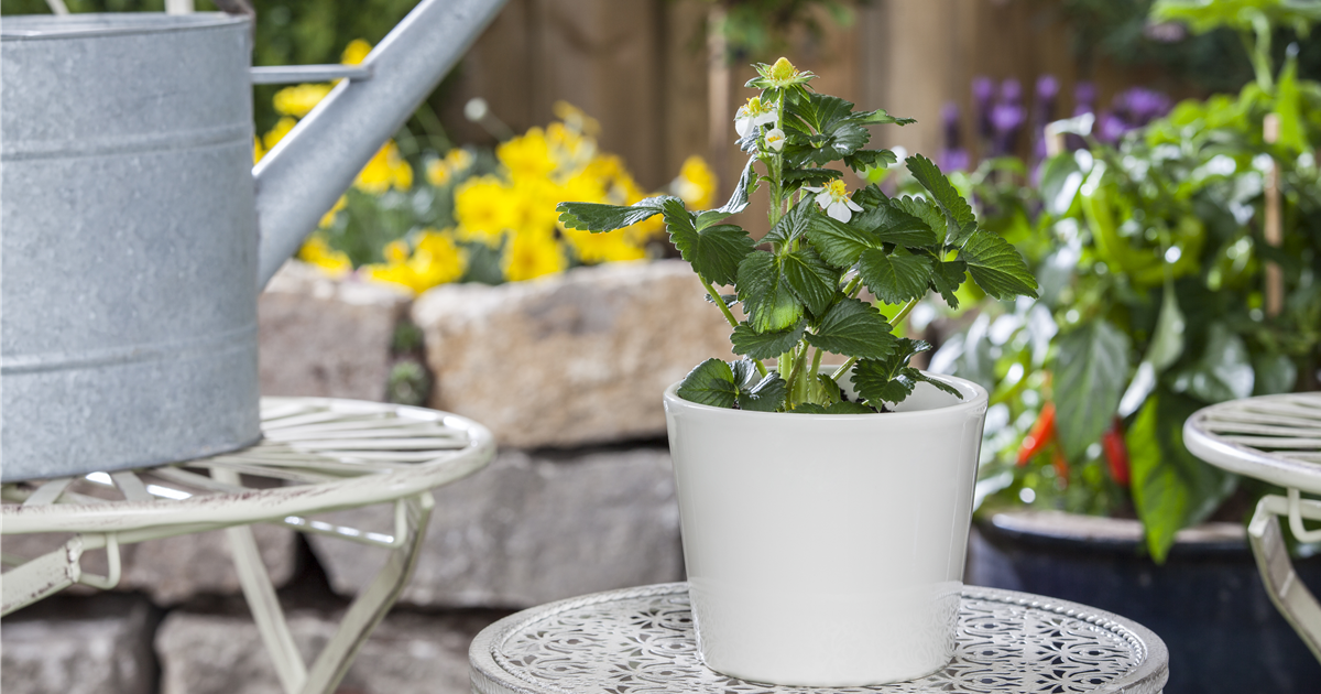 Fragaria x ananassa 'Delizz'®, Erdbeere 'Delizz'® - Stanze Gartencenter ...