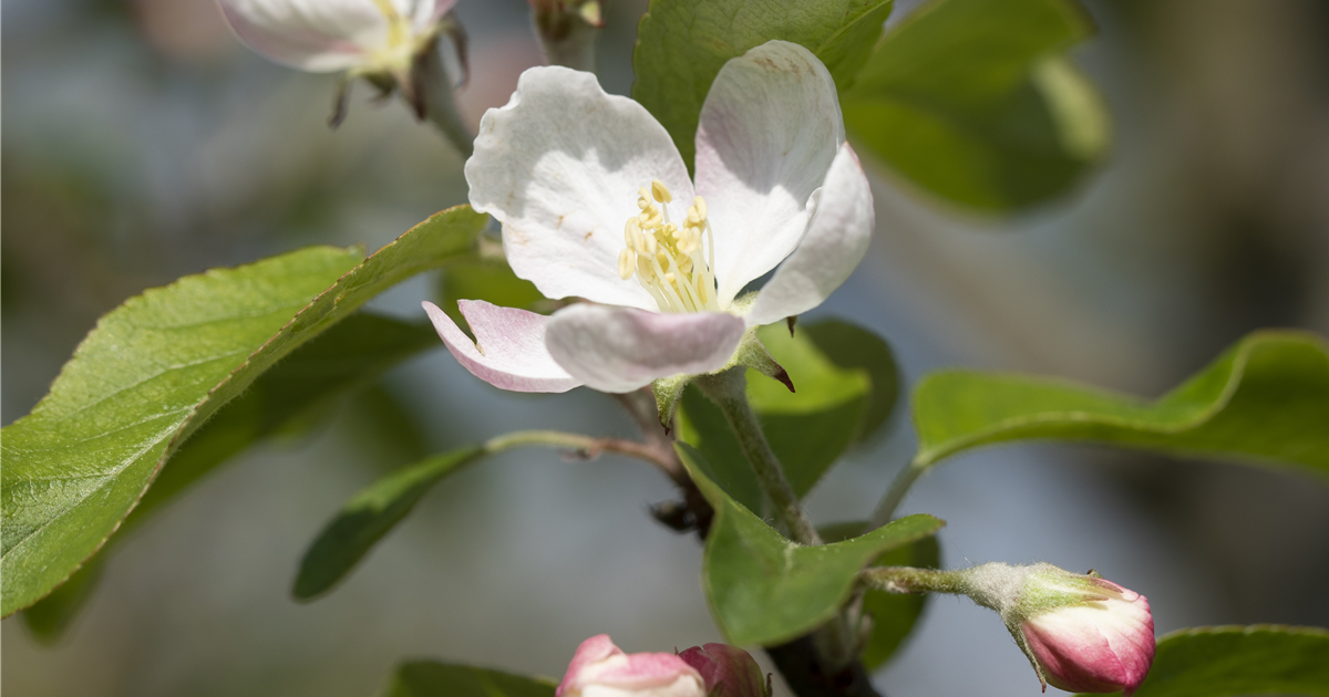 Malus domestica 'Gloster 69', Apfel 'Gloster 69' - Stanze Gartencenter ...