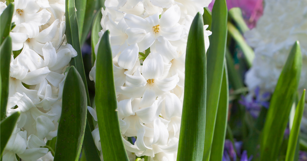 Hyacinthus orientalis 'Polar Giant', Hyazinthe 'Polar Giant' - Stanze ...